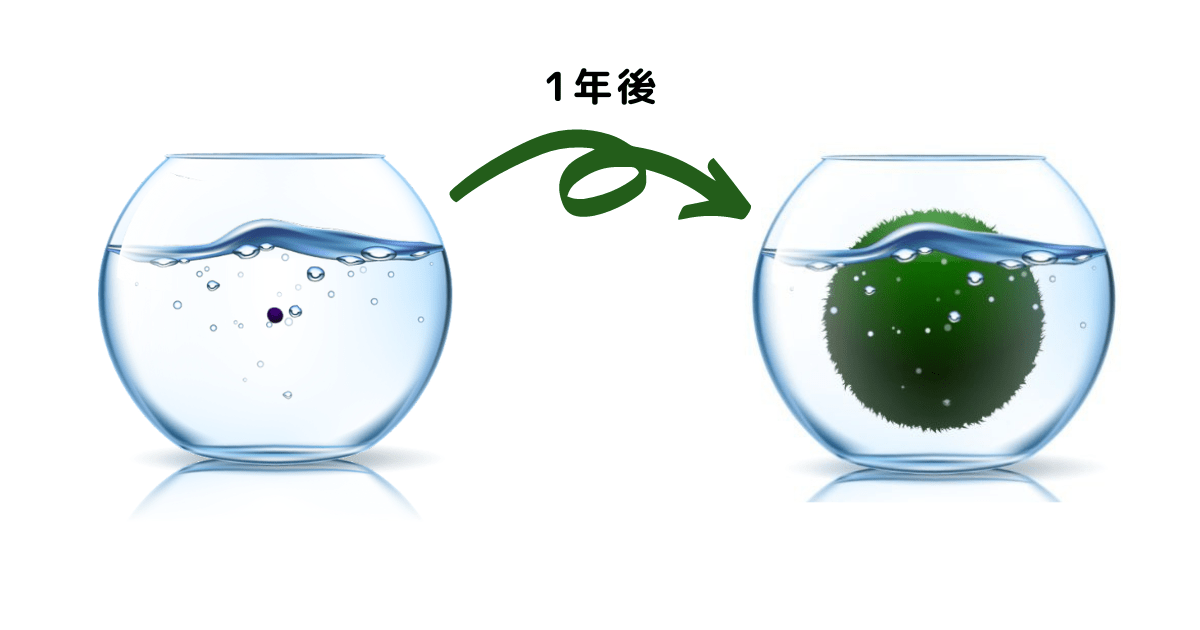 【NFT】marimo NFTとは？特徴から買い方まで徹底解説！【まったり育てるNFT】 - メタジャンキー